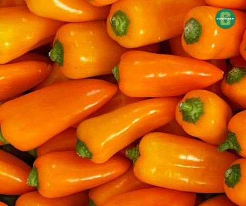 Pimiento Sweet Bite · Ecoinver Exportación de Hortalizas