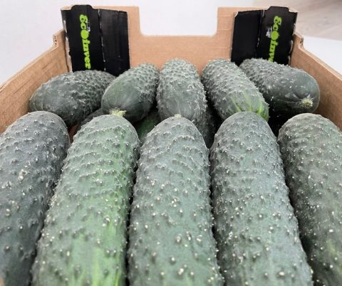 Pepino español - Productores de pepino de Almería